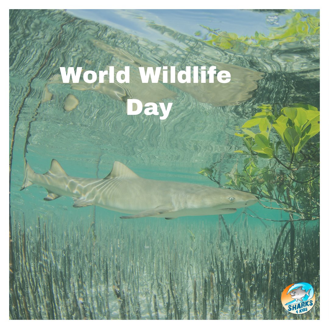 Shark Education on Twitter: "#WorldWildlifeDay This year's theme ...