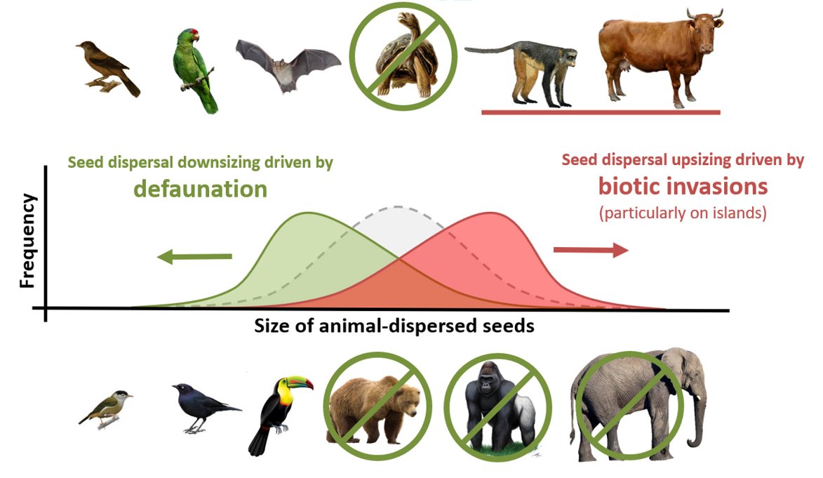 Animal Seed Dispersal