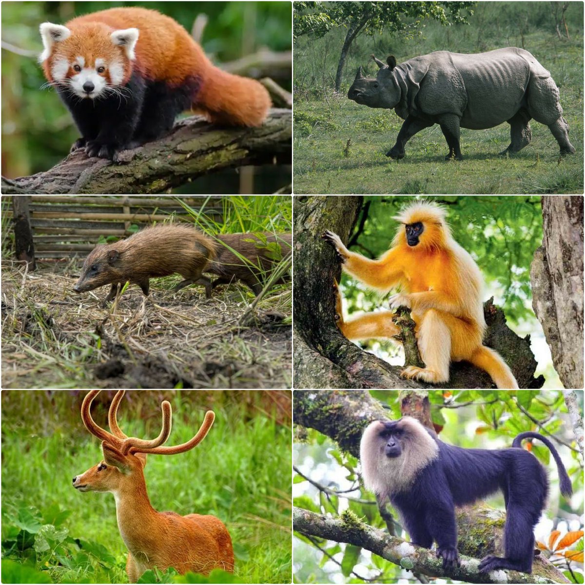 National Parks with non-tiger iconic species (1/2) Hemis (Ladakh): Snow ...