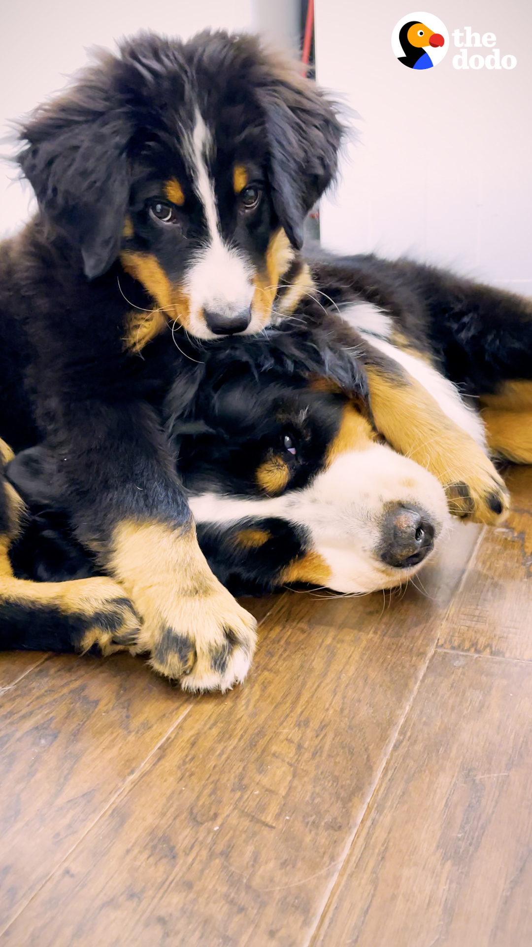 Bernese Mountain Dog Australian Shepherd Mix
