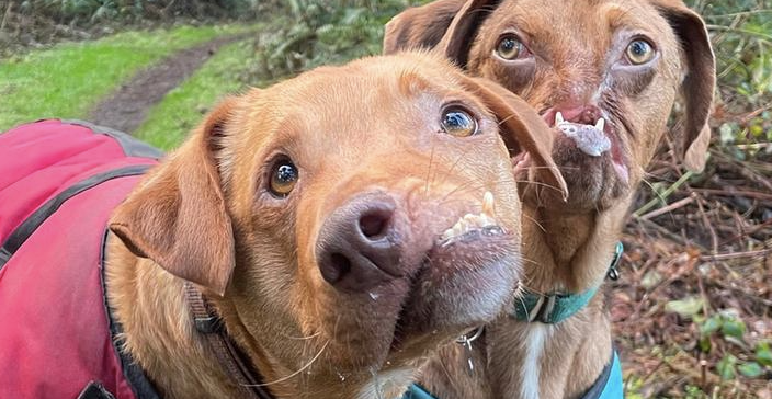 Deformed Dogs