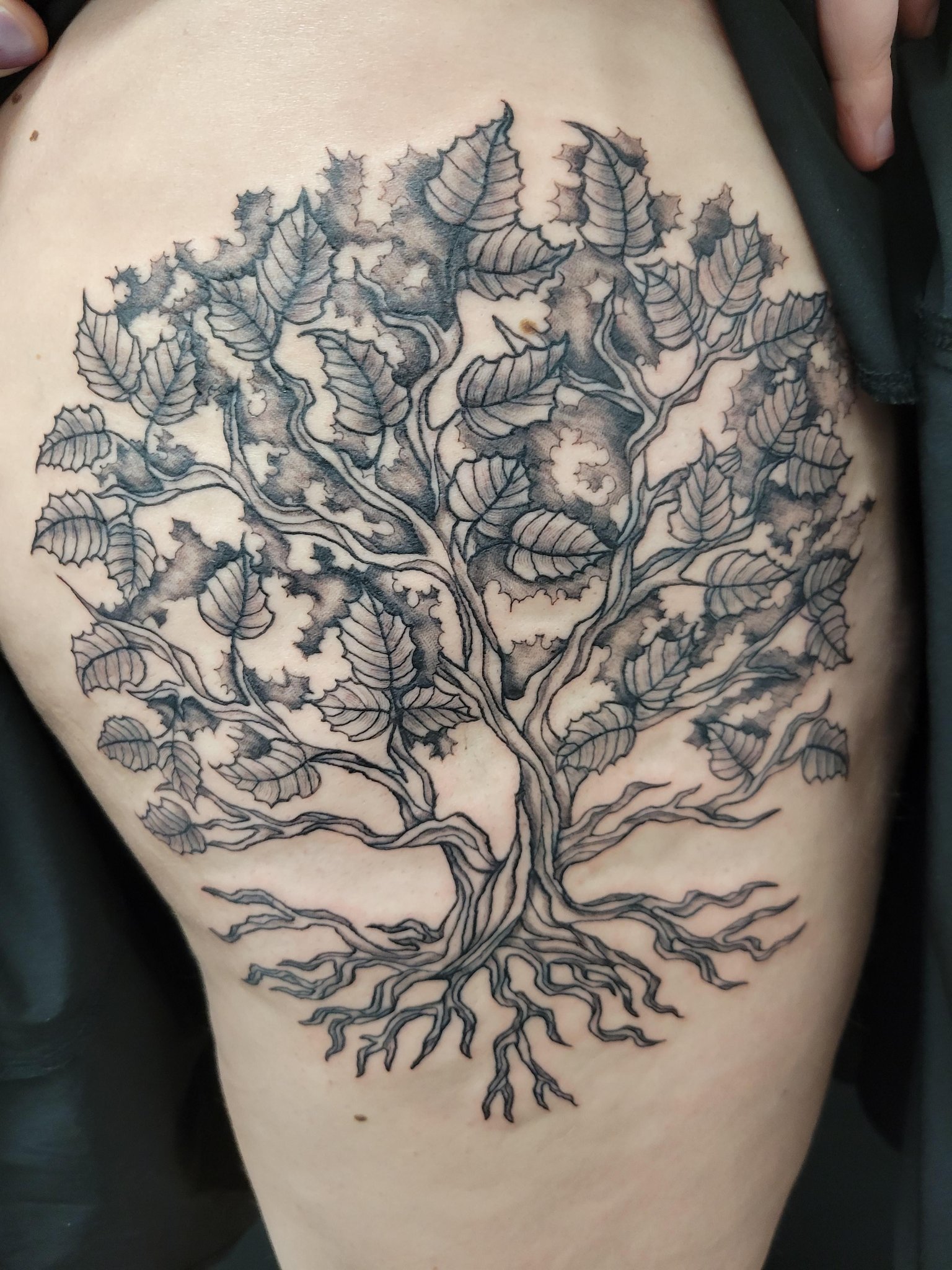 Hazel Tree Tattoos Hazel Seedling Identification. Corylus Avellana