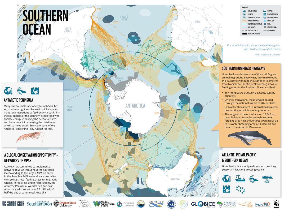 Whale Migration Routes Indian Ocean