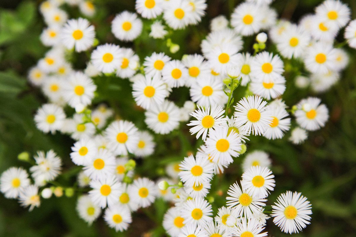 Anyone else like to take photos of random flowers you see on walks? 📷 🌻 ...