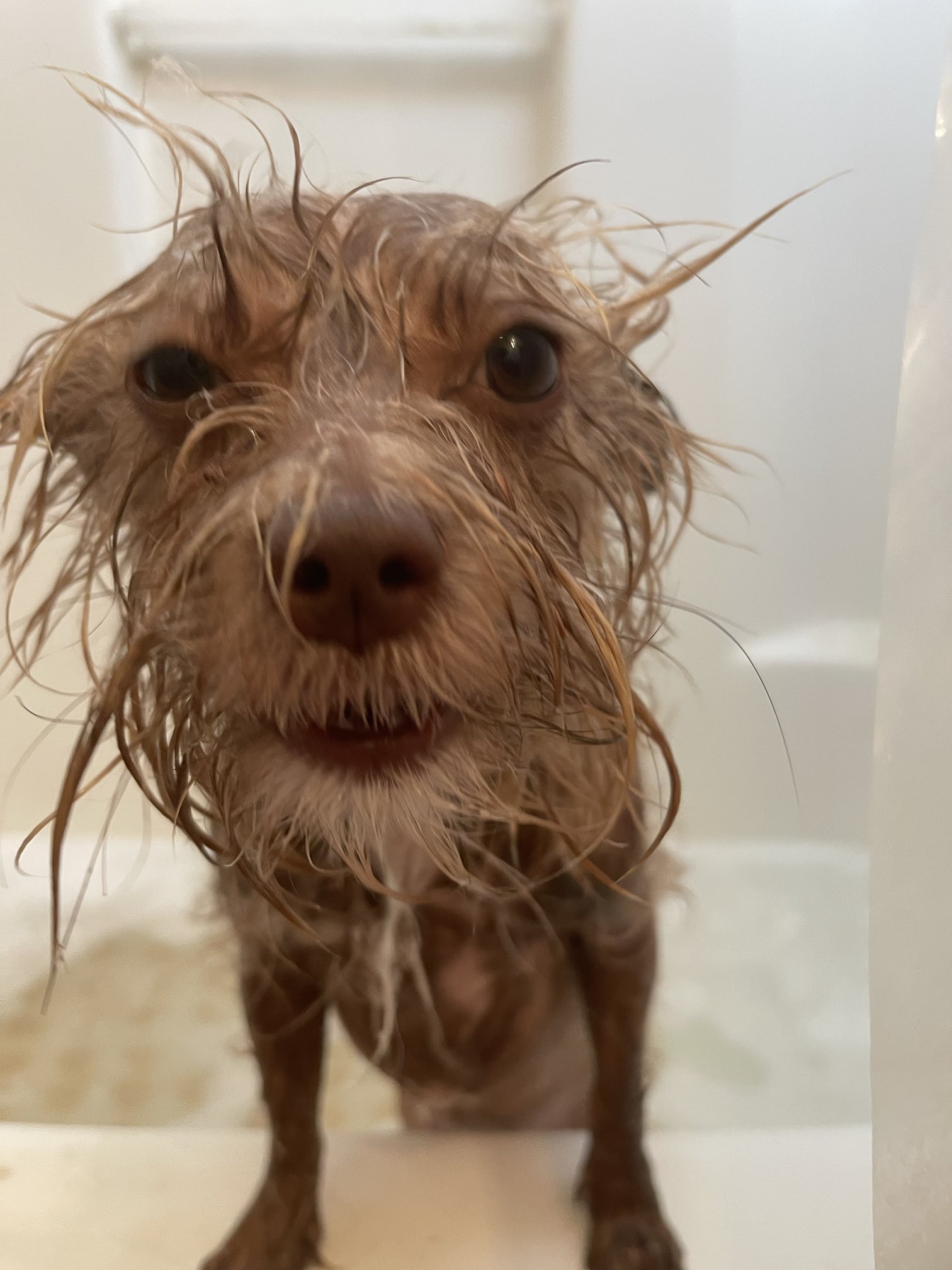 Soaked Dog Meme
