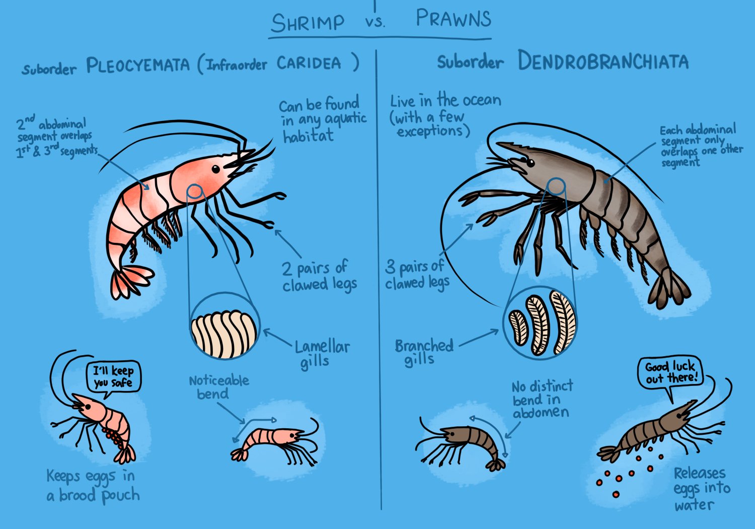 Prawn Vs Shrimp