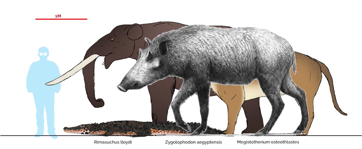 Daeodon Vs Megistotherium