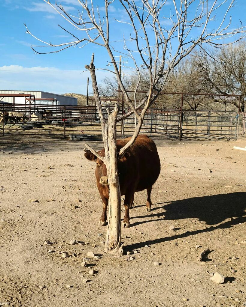 Funny Animals Hiding