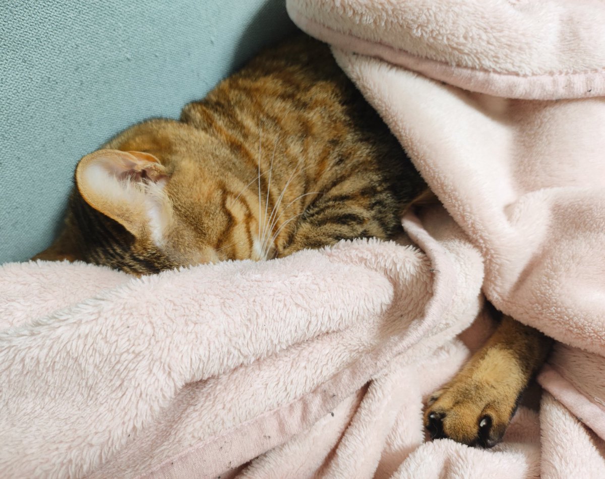 埋もれとる らせつ🦦けい @lst9k