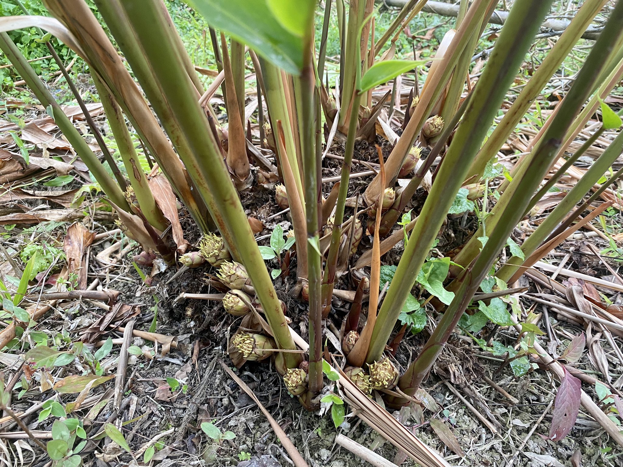 Cardamom Plant Flower
