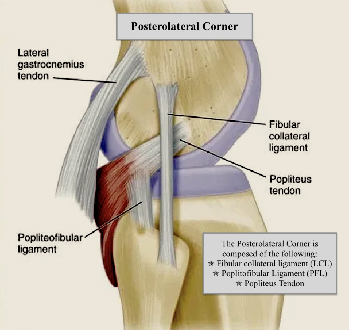 Popliteofibular Ligament