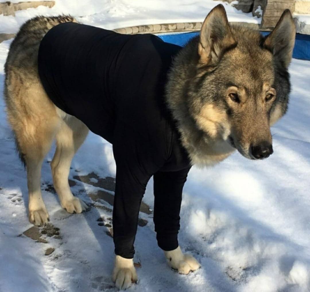 TaniDaReal | Schnolf (@TaniDaReal) さんのイラスト・マンガ作品まとめ (89 件) - Twoucan