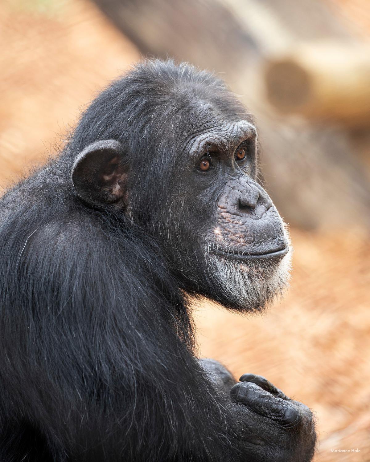 Chimpanzee Face Profile