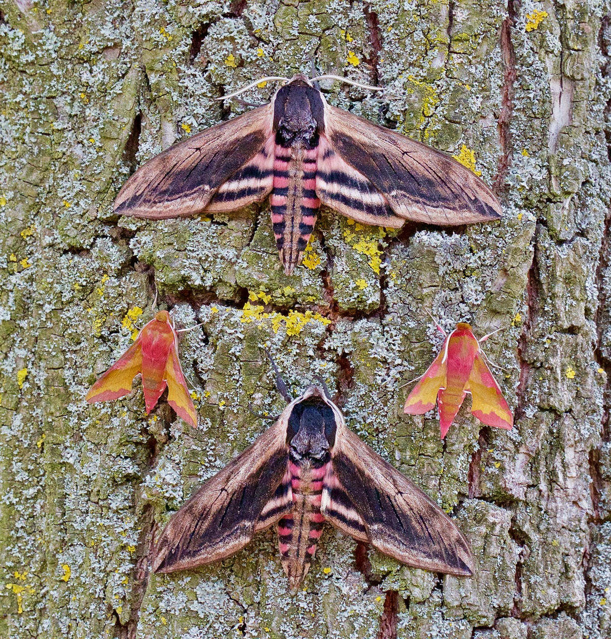 Privet Hawk Moths