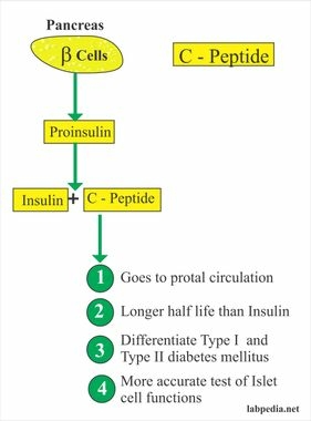 Insulin Structure C Peptide