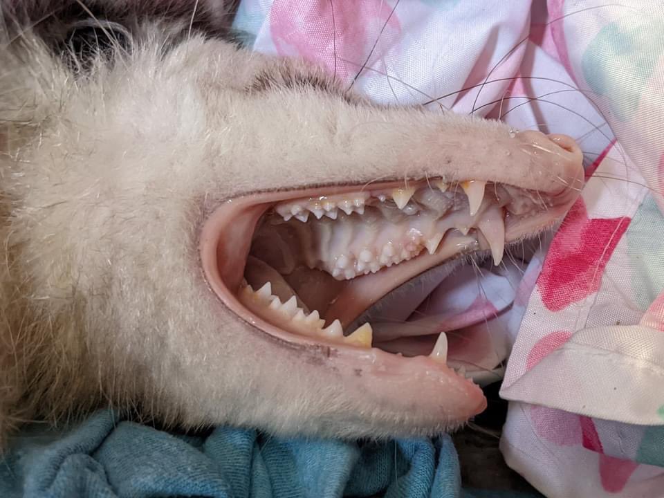 Possum Teeth