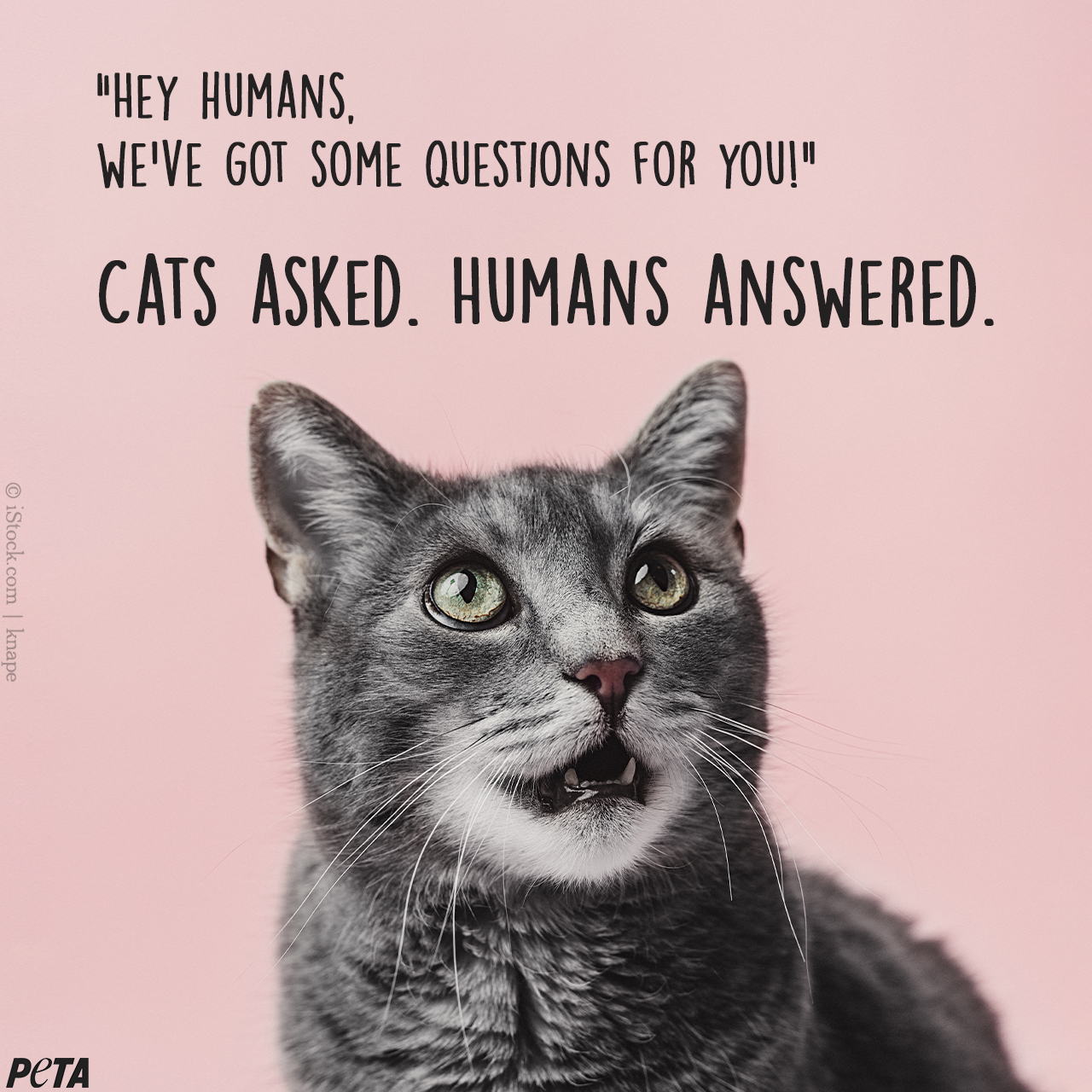 Are There Any Questions Cat