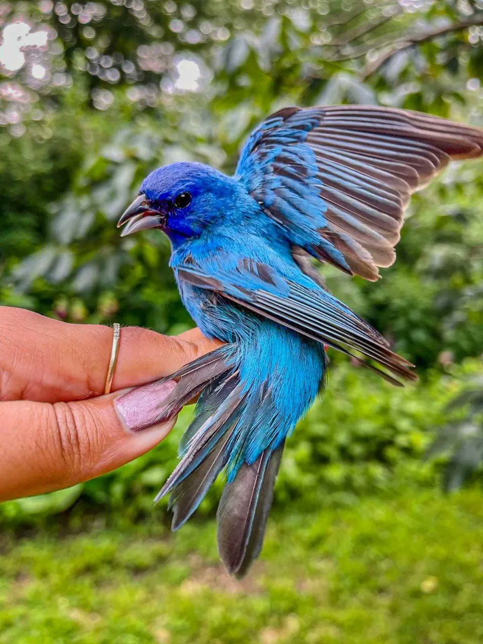 Indigo Bunting Bird Flying