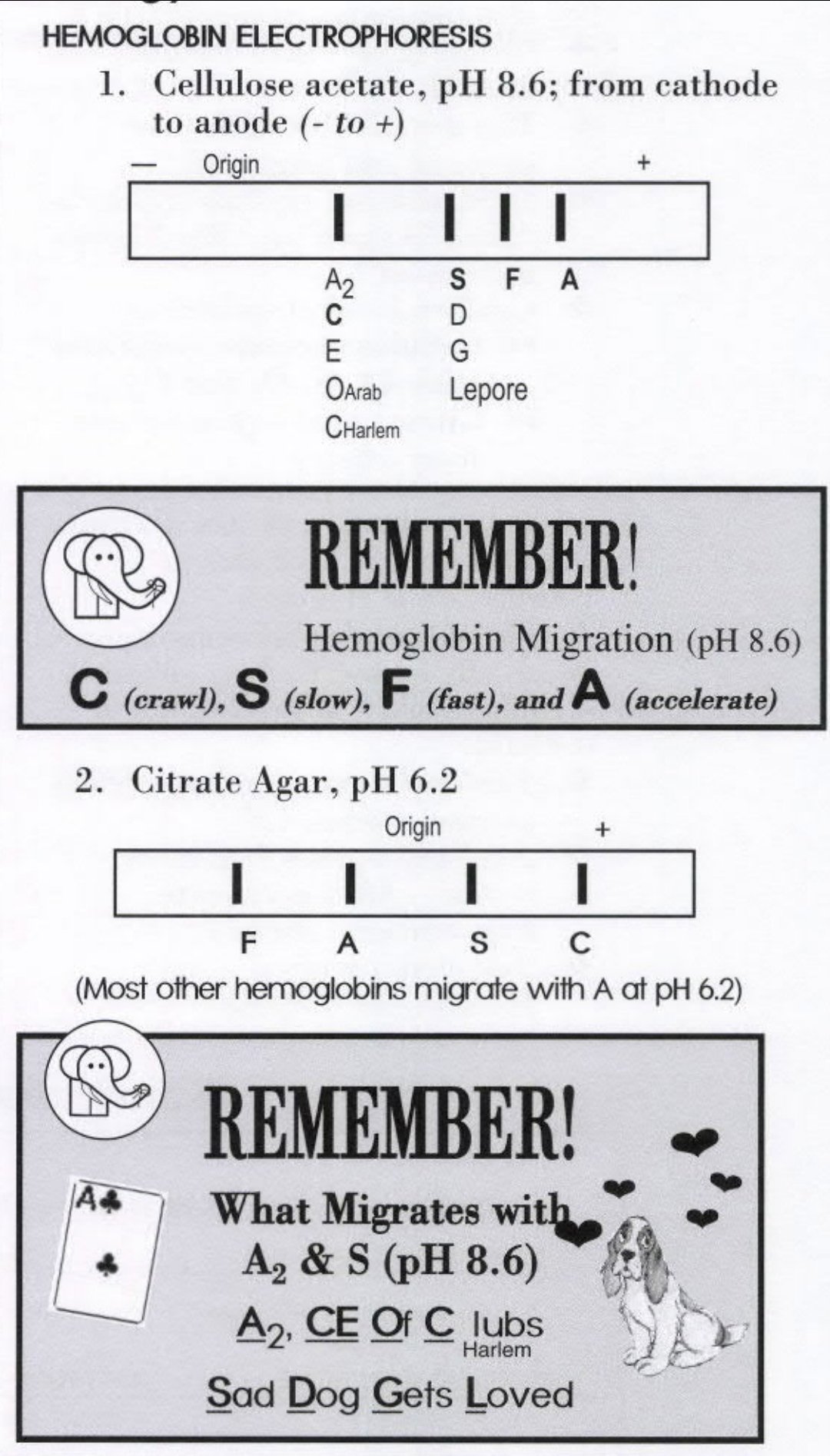 Hemoglobin Electrophoresis Cellulose Acetate