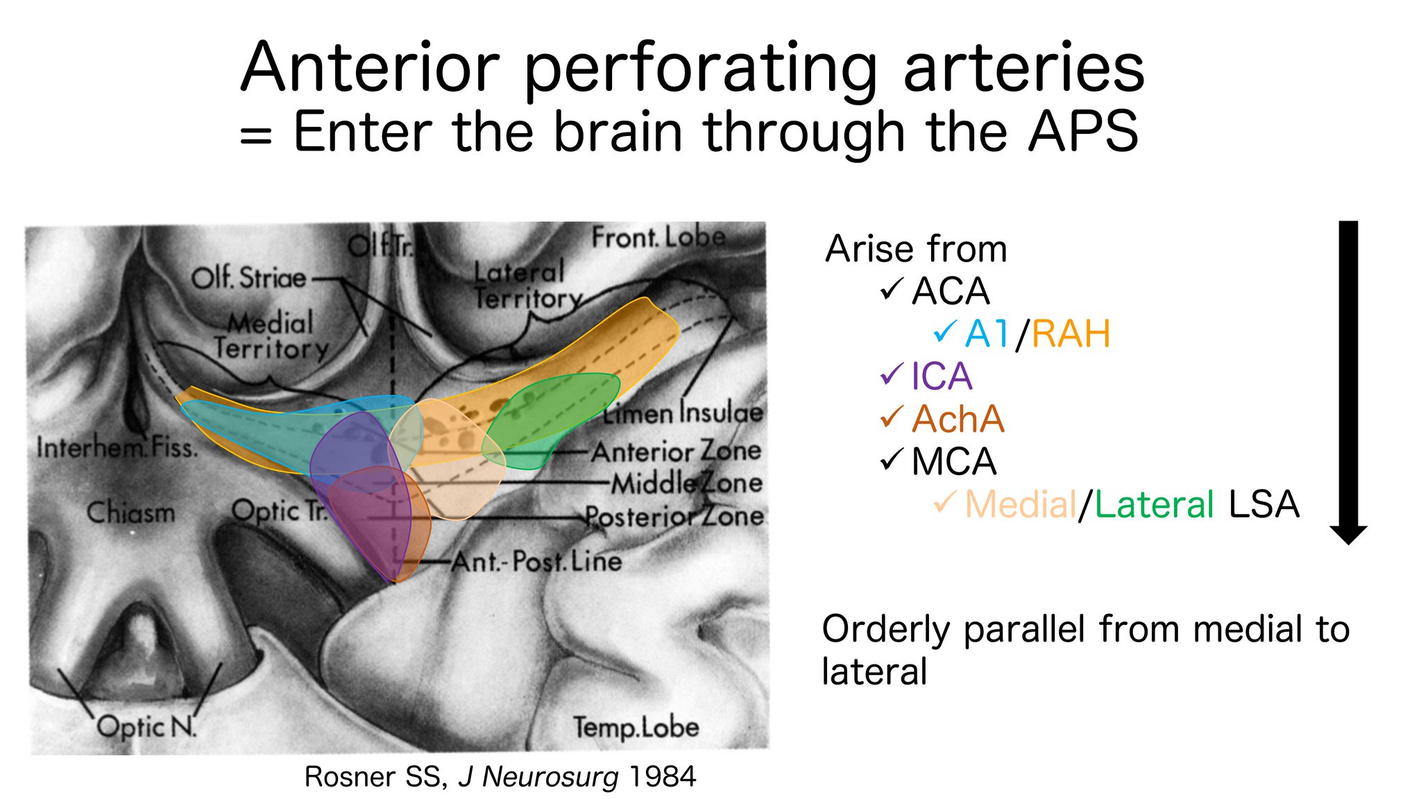Posterior Perforated Substance