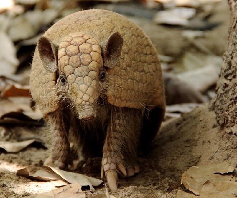 Armadillos Ball