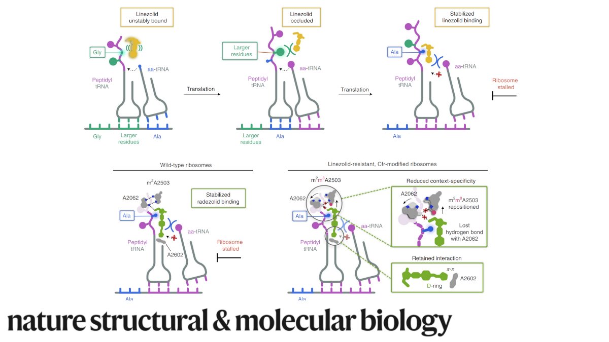 Peptidyl Transferase
