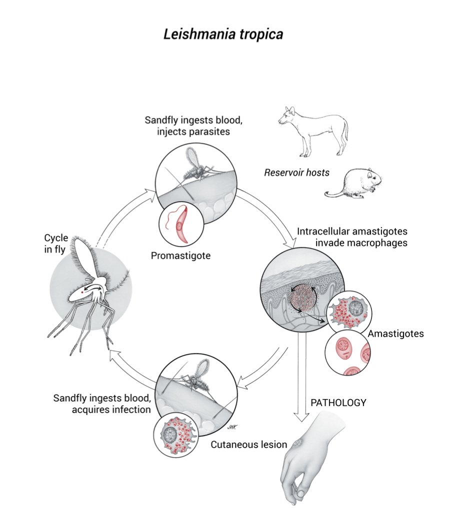 Leishmania Braziliensis Life Cycle