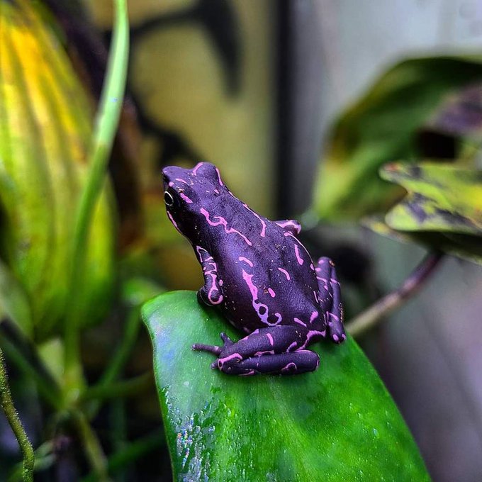 Purple Fluorescent Frog