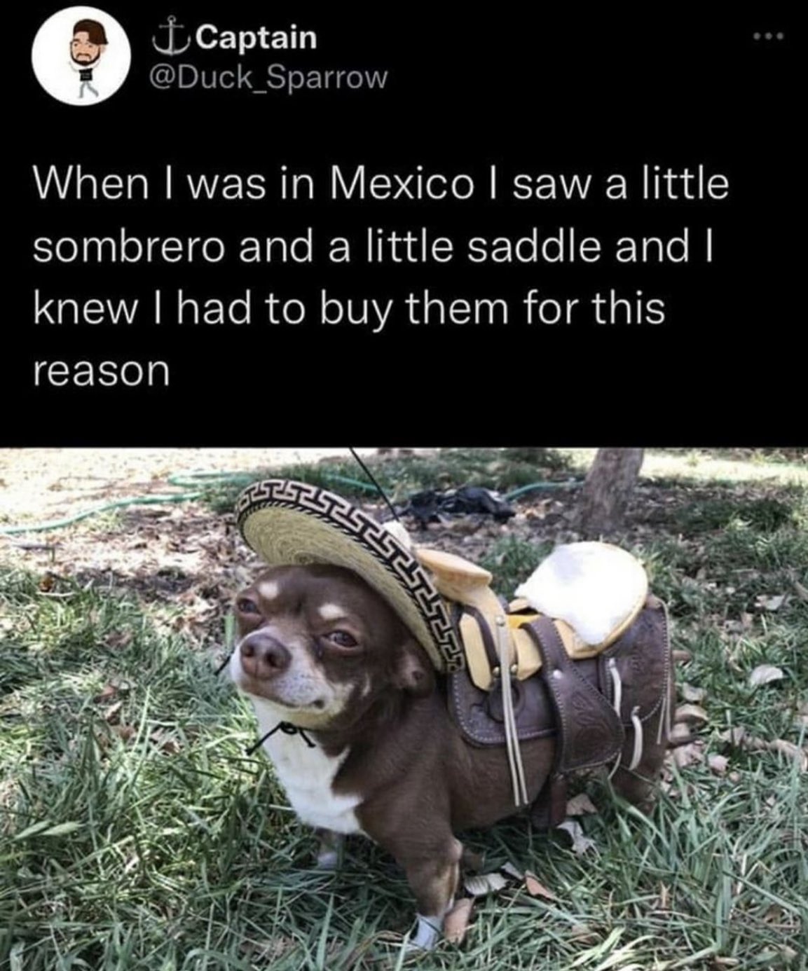 Captain Mexico Memes