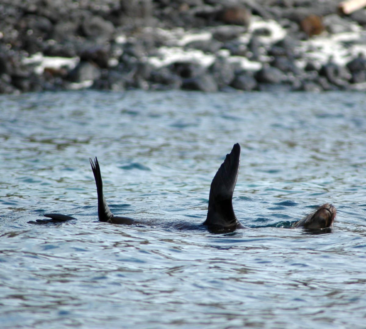 Sea Lions Jumping