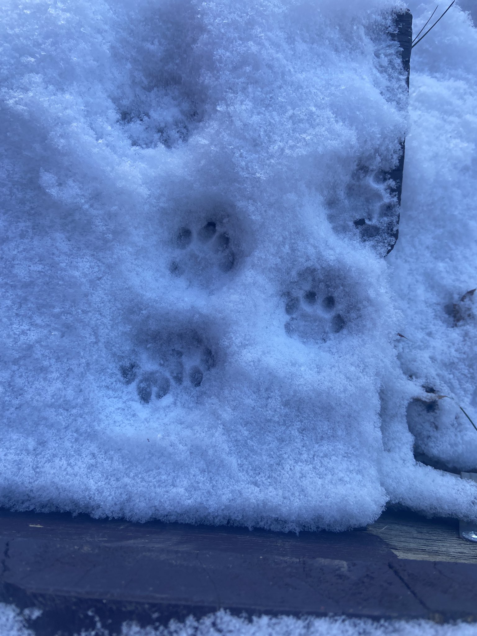 Sharon Shewmake on Twitter: "Who visited our porch this morning? https://t.co/6JhAiiTZIo" / Twitter