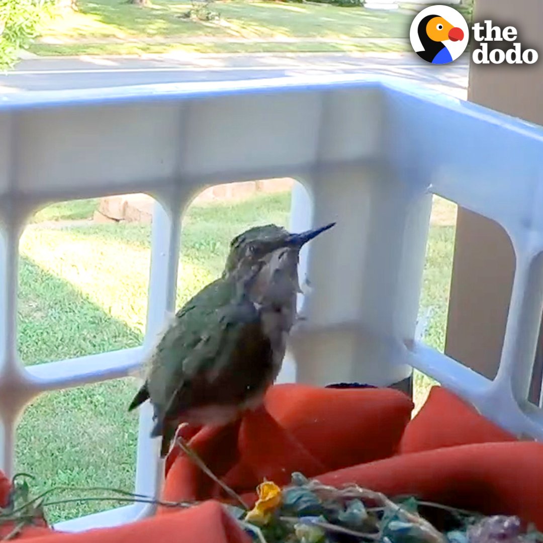 The Dodo on Twitter: "Wait until this little hummingbird’s mom shows up to take him home 💗 https ...