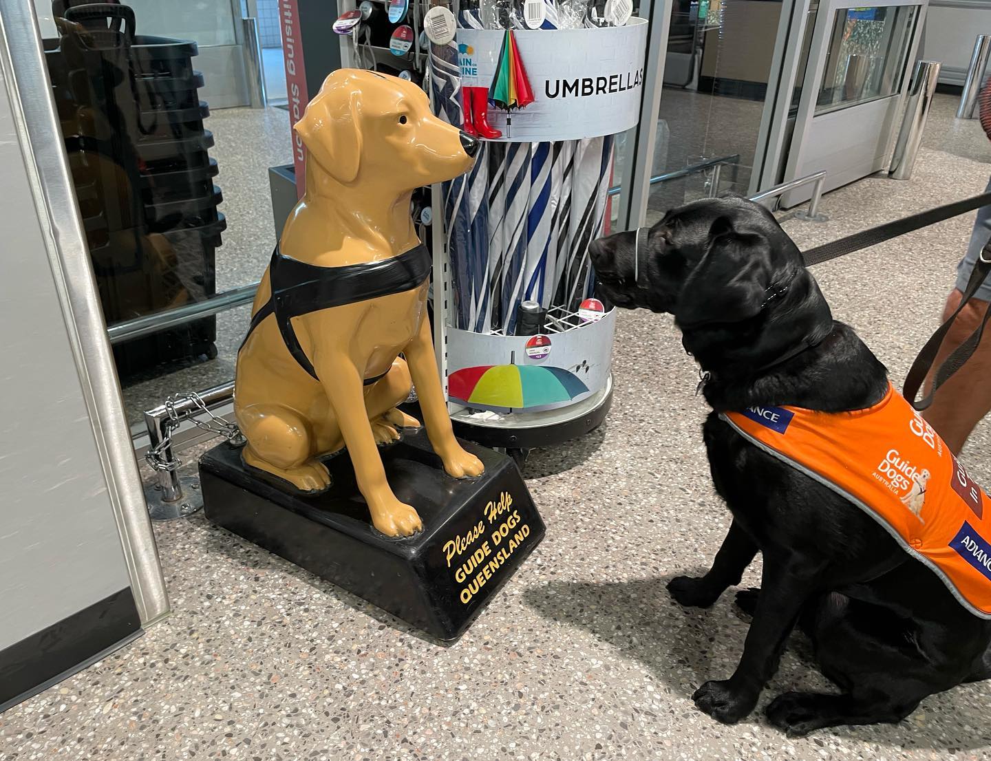 How Many Guide Dogs Are In Australia