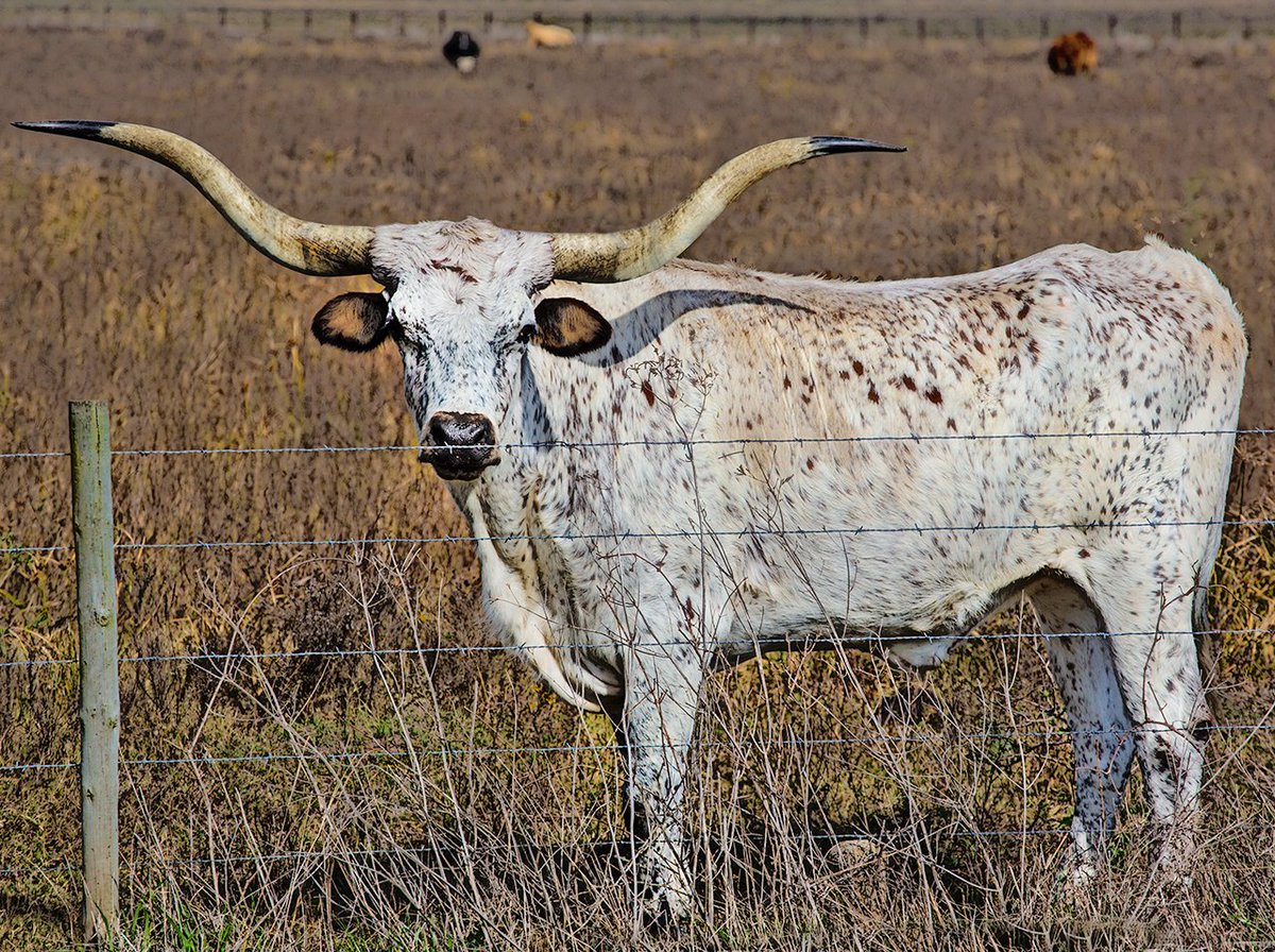Texas Longhorn Quotes Texas Longhorn Cattle Management Tips