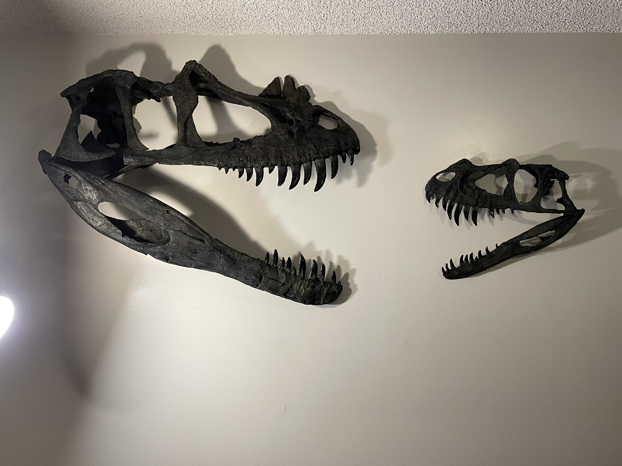 Ceratosaurus Skeleton Ceratosaurus Dinosaur Skull Resin Model High