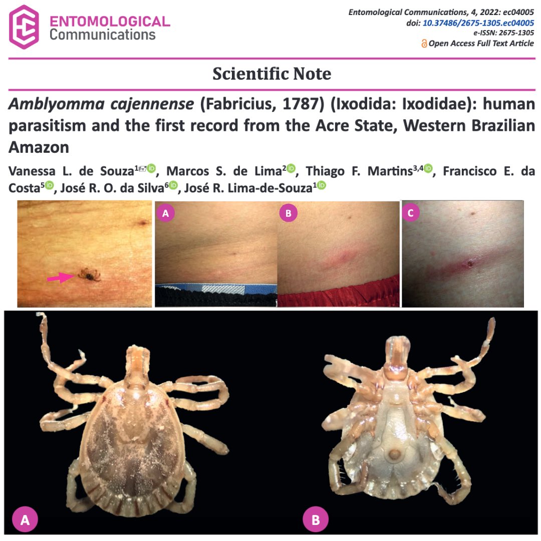 Amblyomma Cajennense