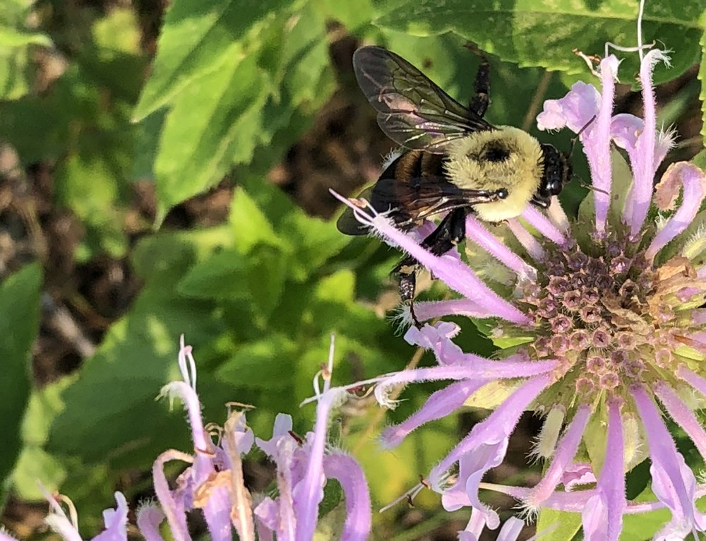 Pollinator Friendly Alliance (@Pollinatorpeeps) | Twitter