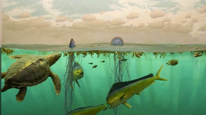 Sargasso Sea Underwater