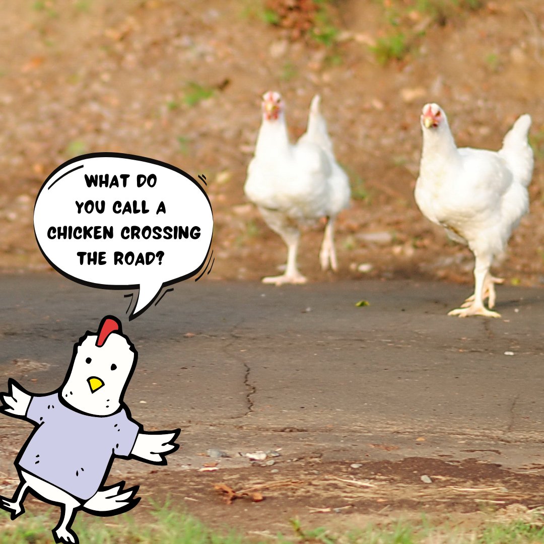 Chicken Crossing The Road Animation