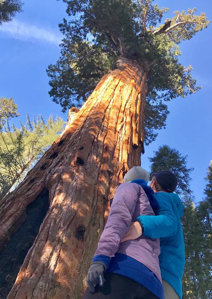 General Sherman Tree Comparison