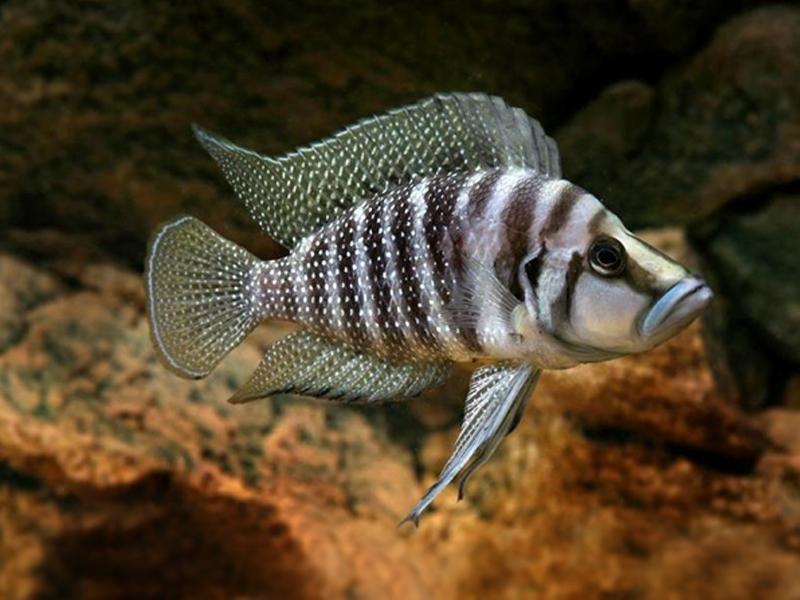 White Calvus Cichlid