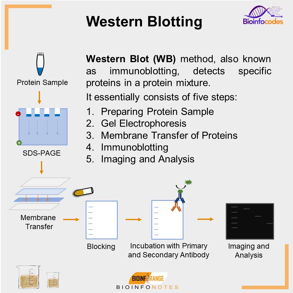 Western Blotting Technique Principle Procedure And The Principle And