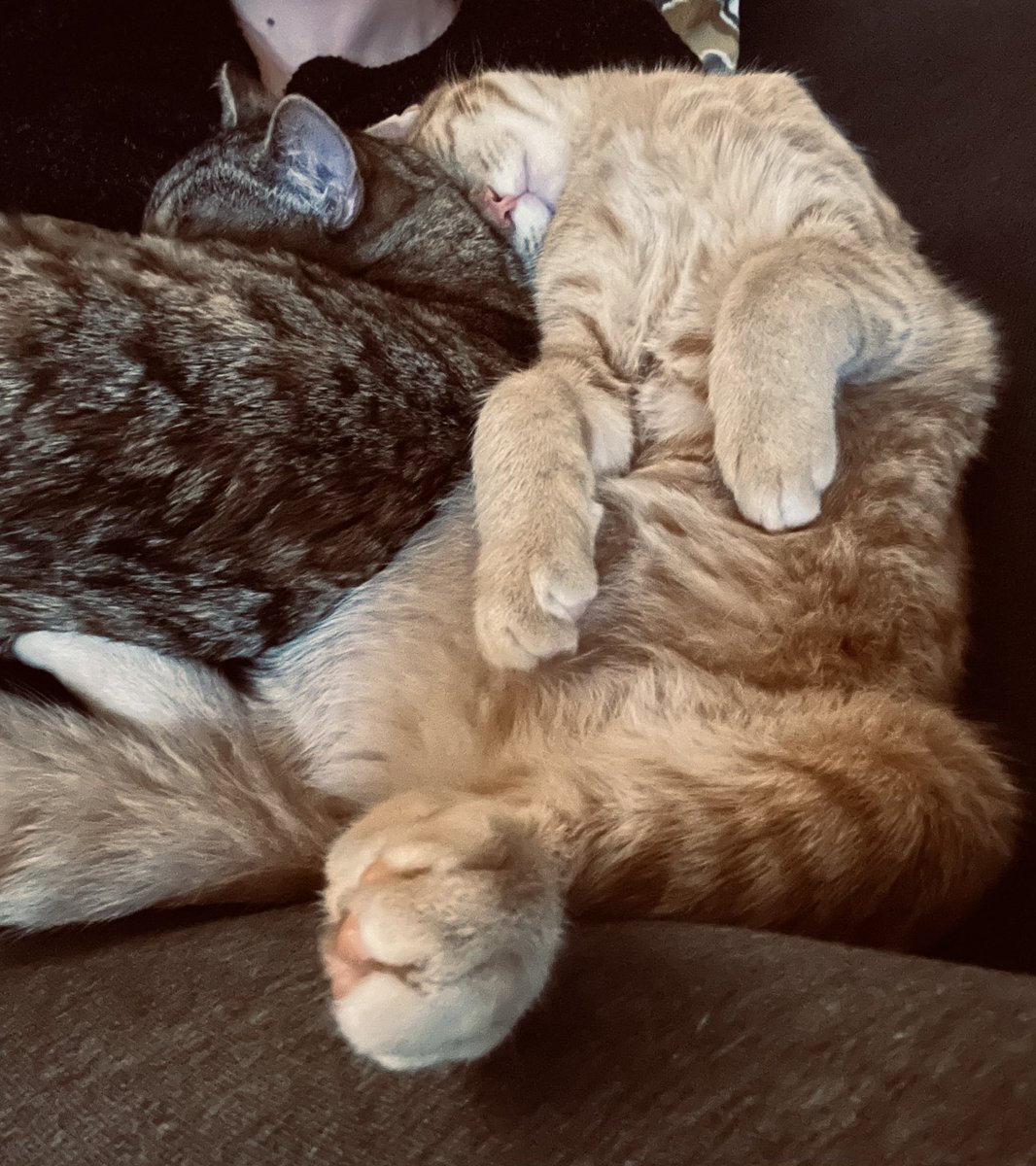 Toby & Phoebe (@toby_en_phoebe) | Twitter