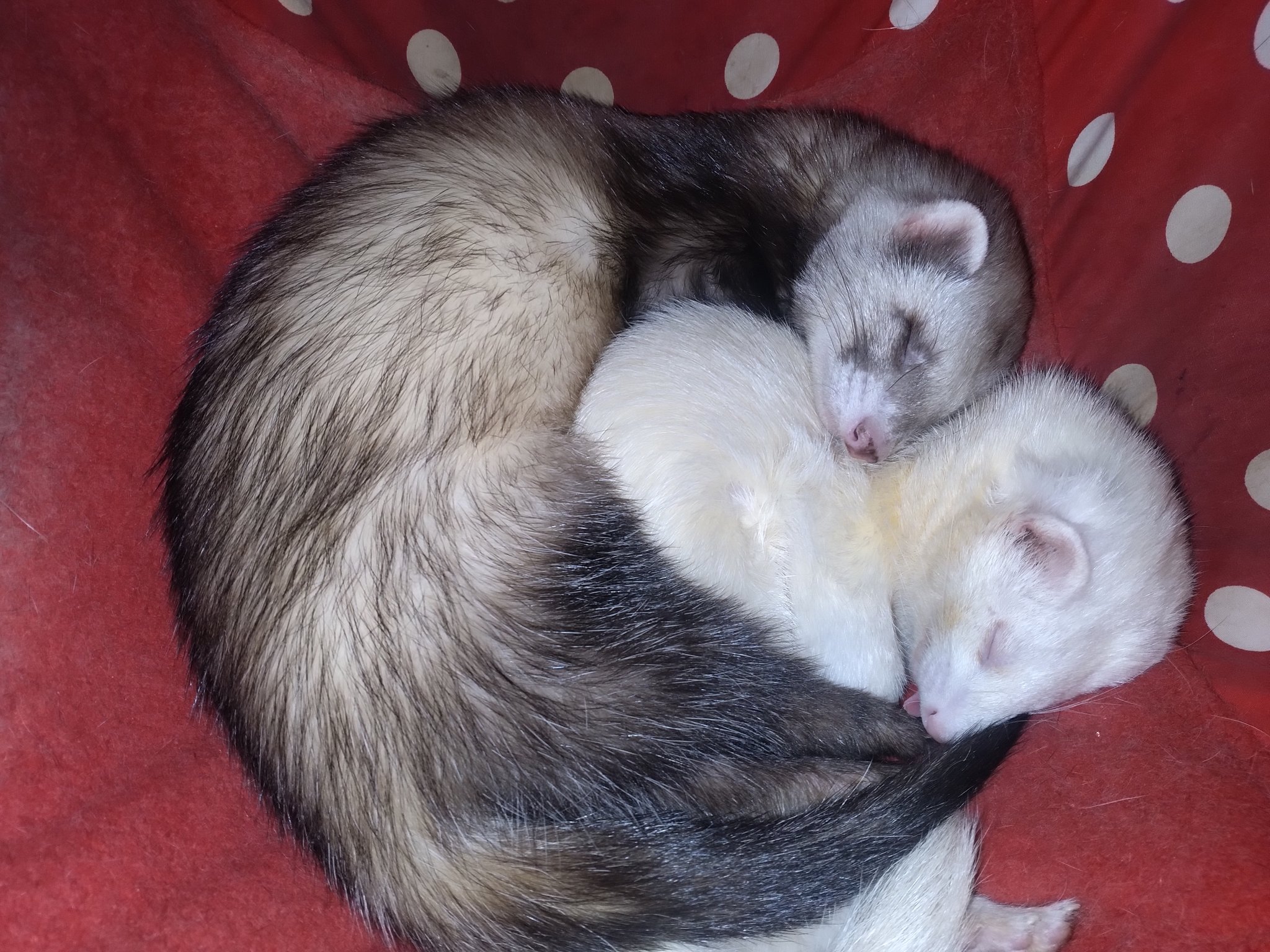Ferrets Cuddling