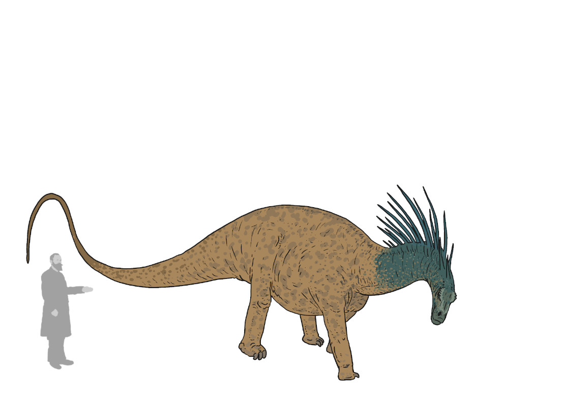 Amargasaurus Size