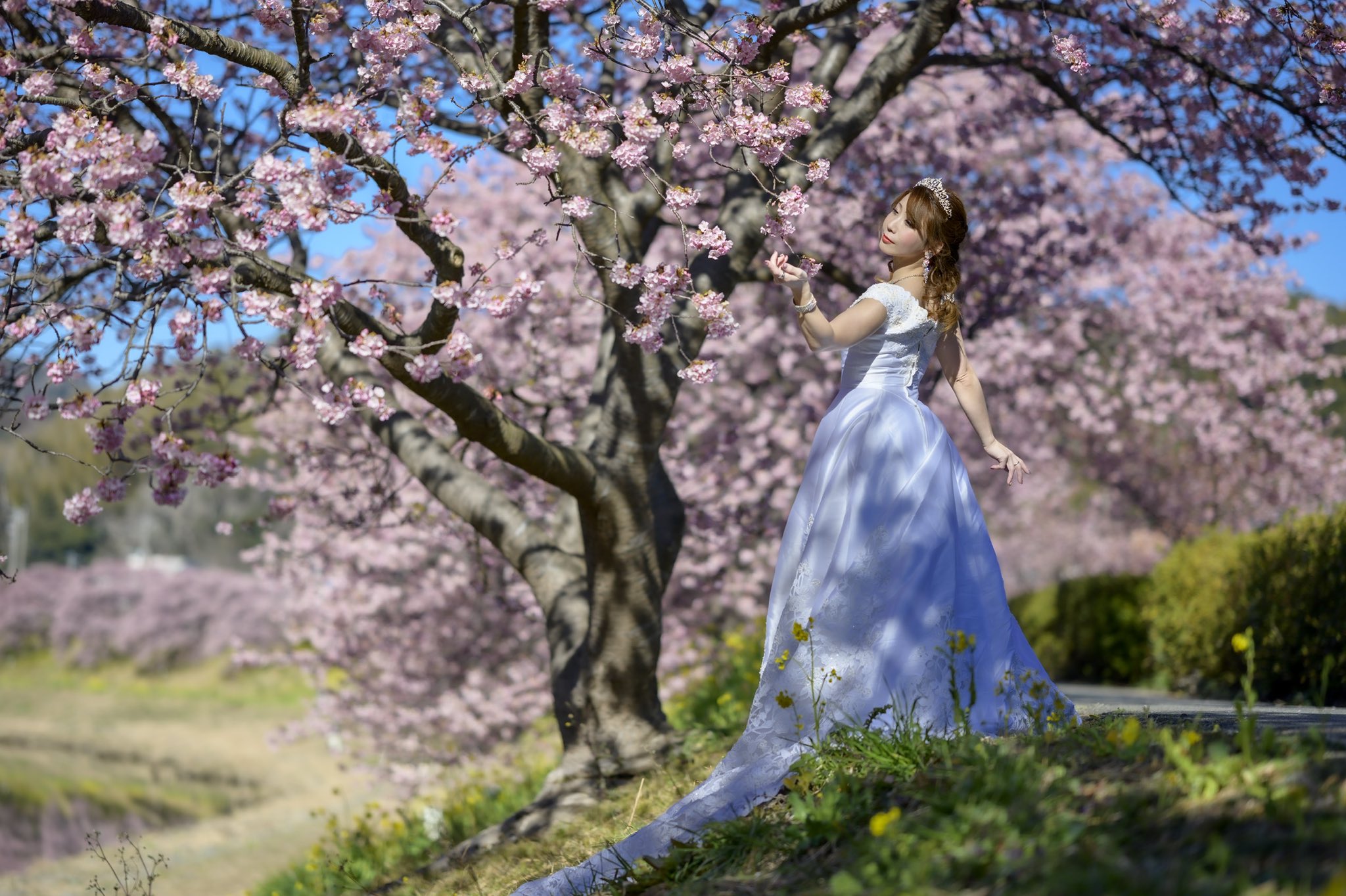 wasao🐶 on Twitter: "一週間前は-12℃の雪撮影。そして25日に河津桜撮影😅 満開でベストタイミング😊 ⁡ #清水麻里 さん #グラビア #美脚 #セクシー #桜 #河津桜 ...