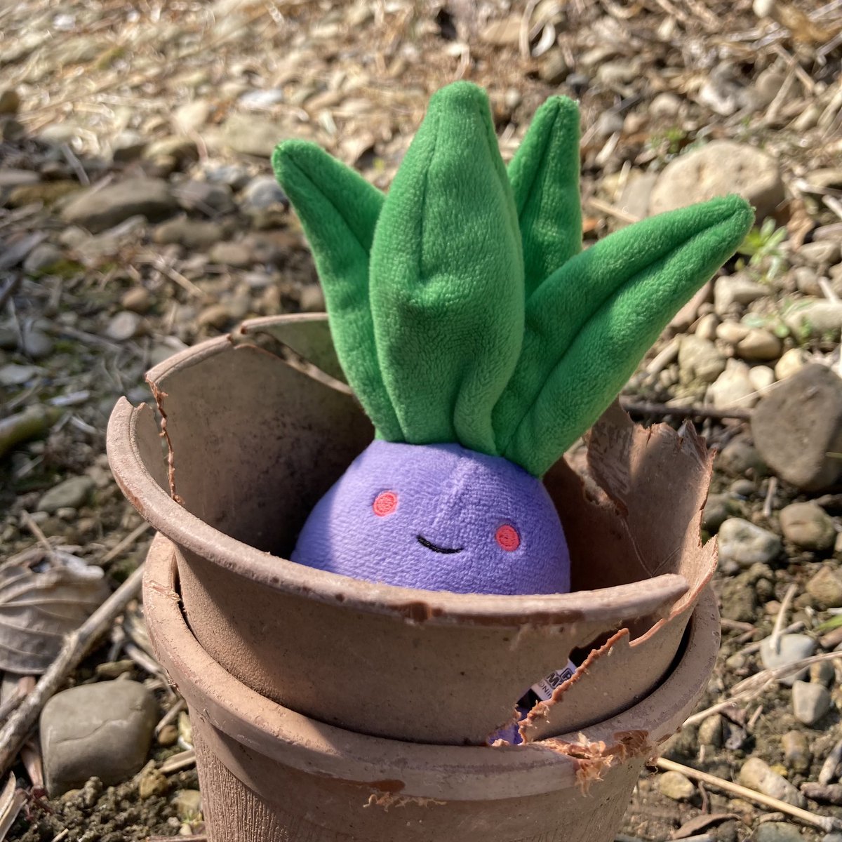 Oddish_2022_season1 / Twitter