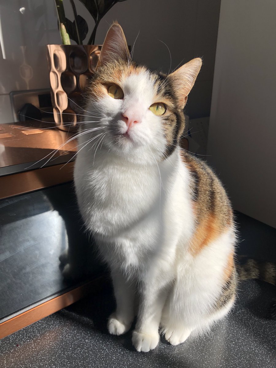 「boo is charging in the sun 」|Em 🪱のイラスト