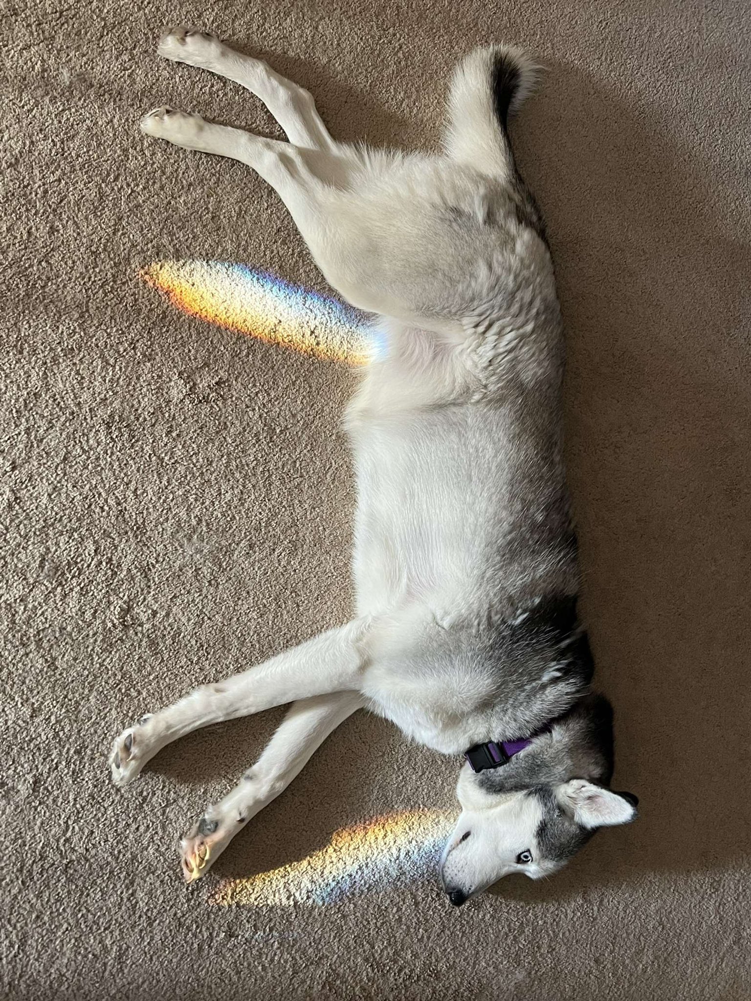 Rainbow Chalk Dog