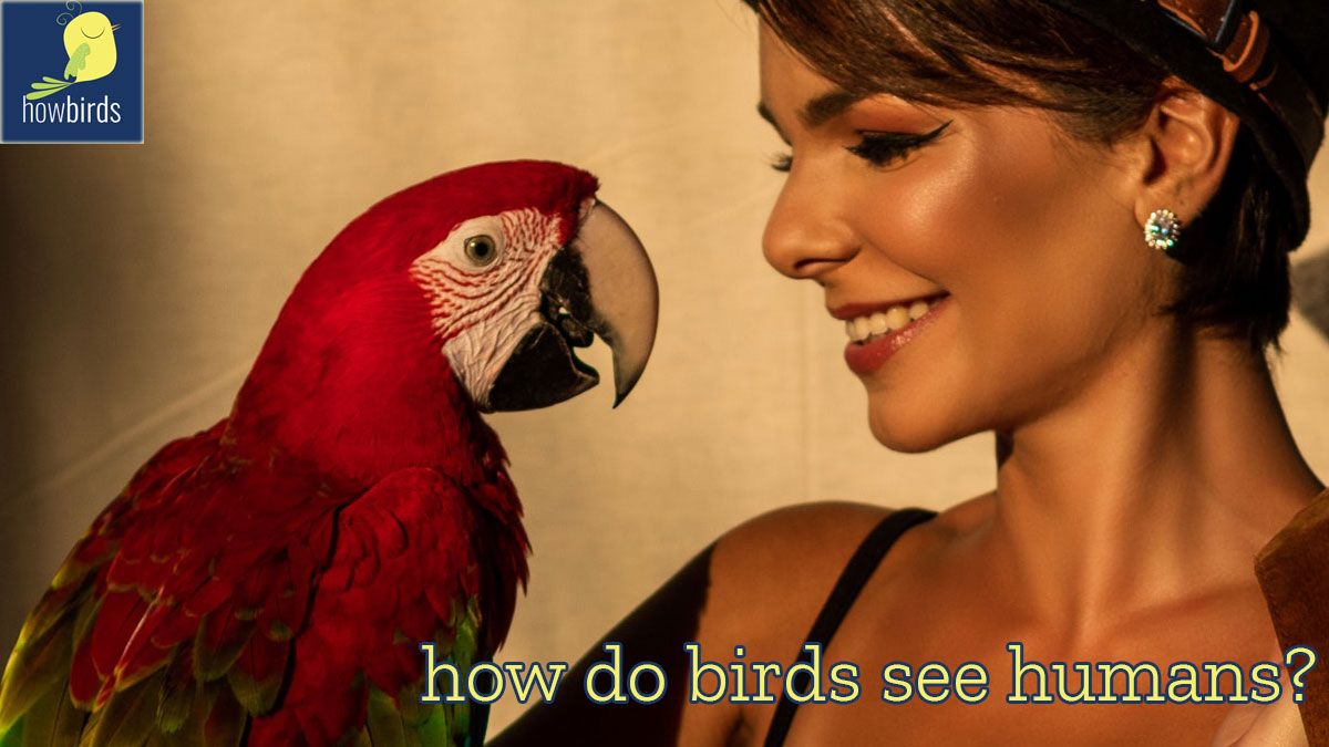 What Do Birds See Fleurieu Birds: What To See And Where To See Them